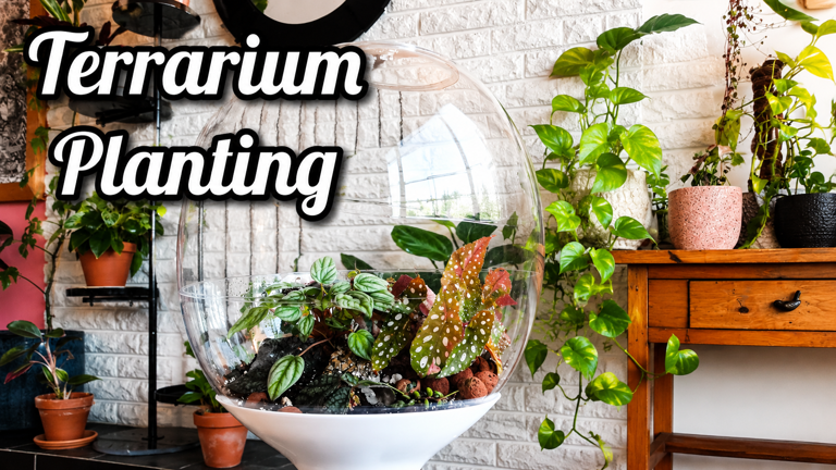 I replanted my overgrown terrarium, and the results were better than I ...