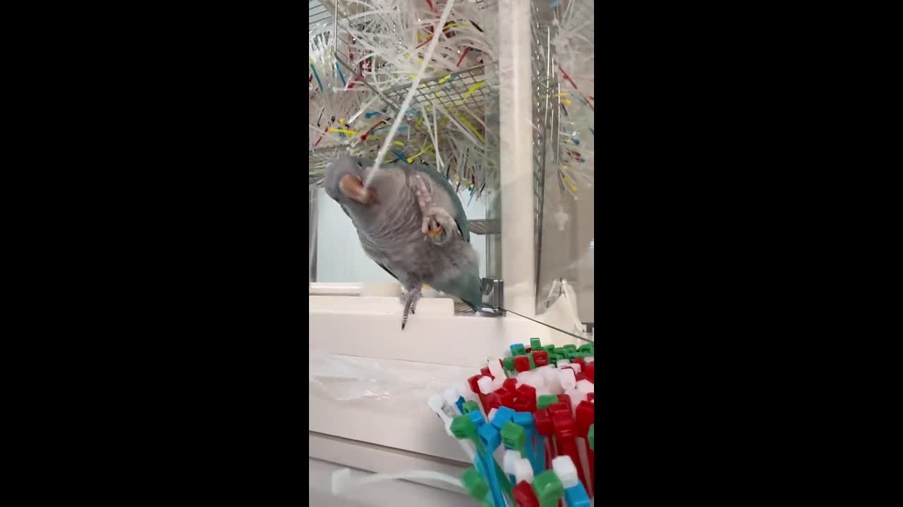 Bird uses zip ties to build nest inside cage in Jilin, China