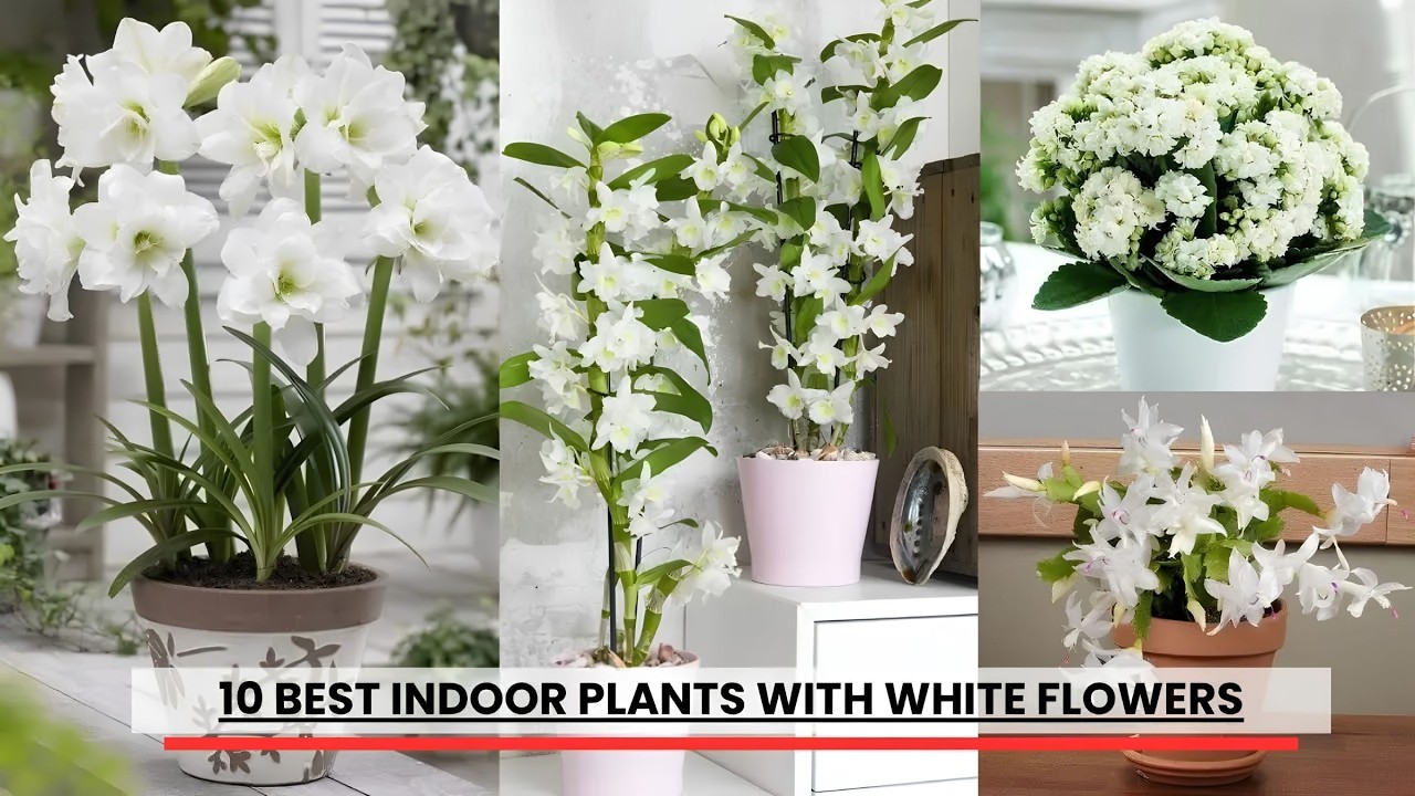 Top white flowering houseplants for elegant indoor spaces