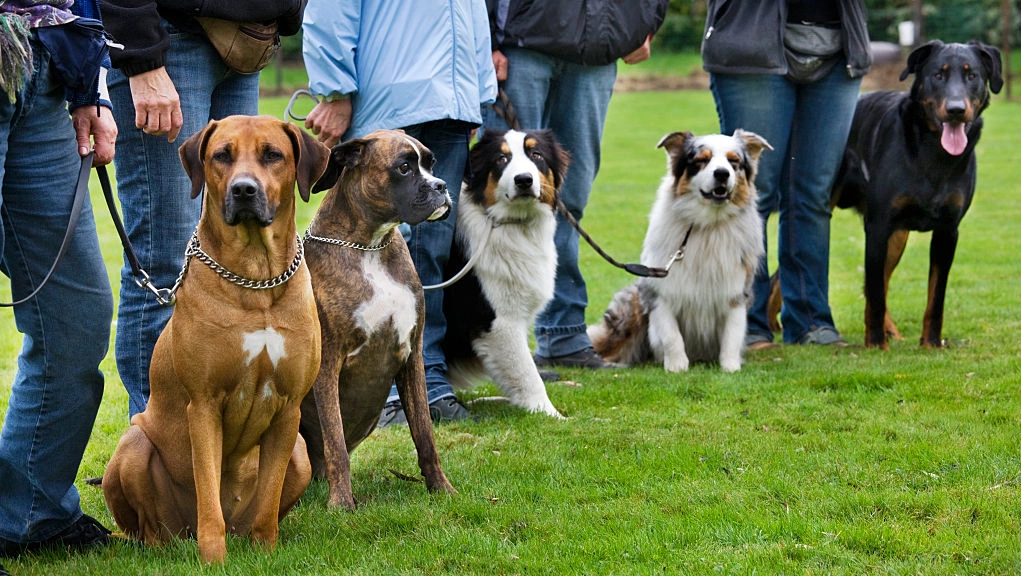 Experts list 21 well-behaved dog breeds but stress training