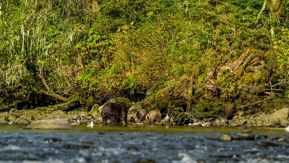 Understanding bear behavior and human encounters