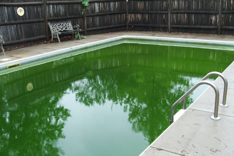 Neighbour complained about my green swimming pool, so I got petty revenge