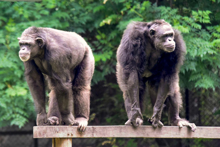 Humans learnt the art of maintaining friend circles from chimpanzees
