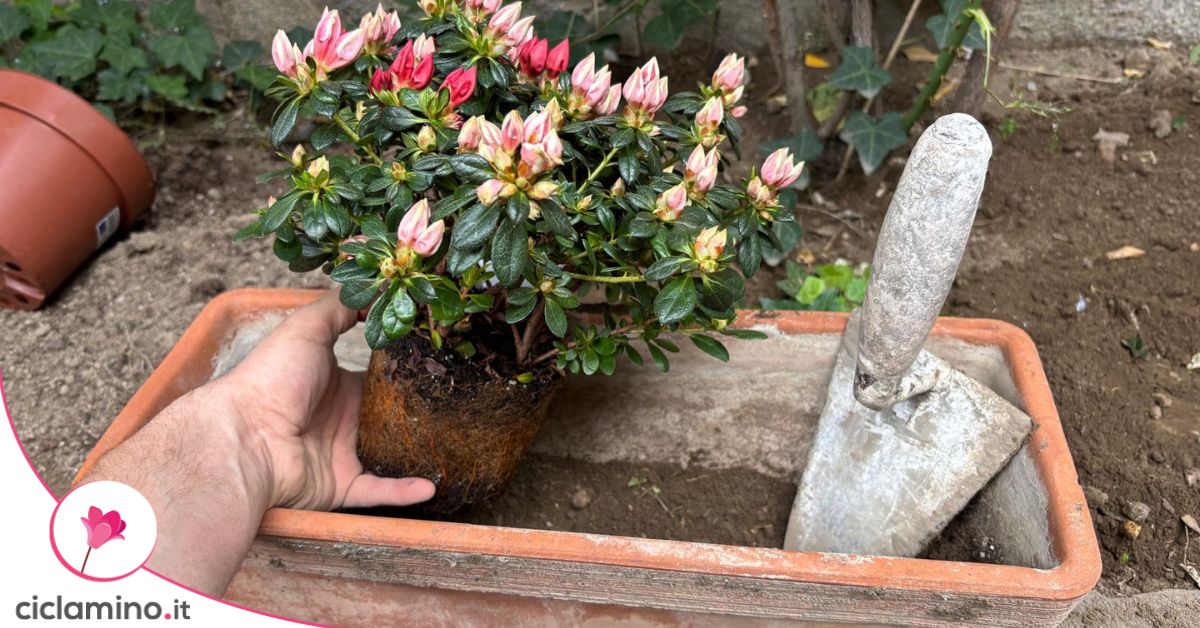 I passaggi cruciali per trasferire l’azalea in fioriere da balcone