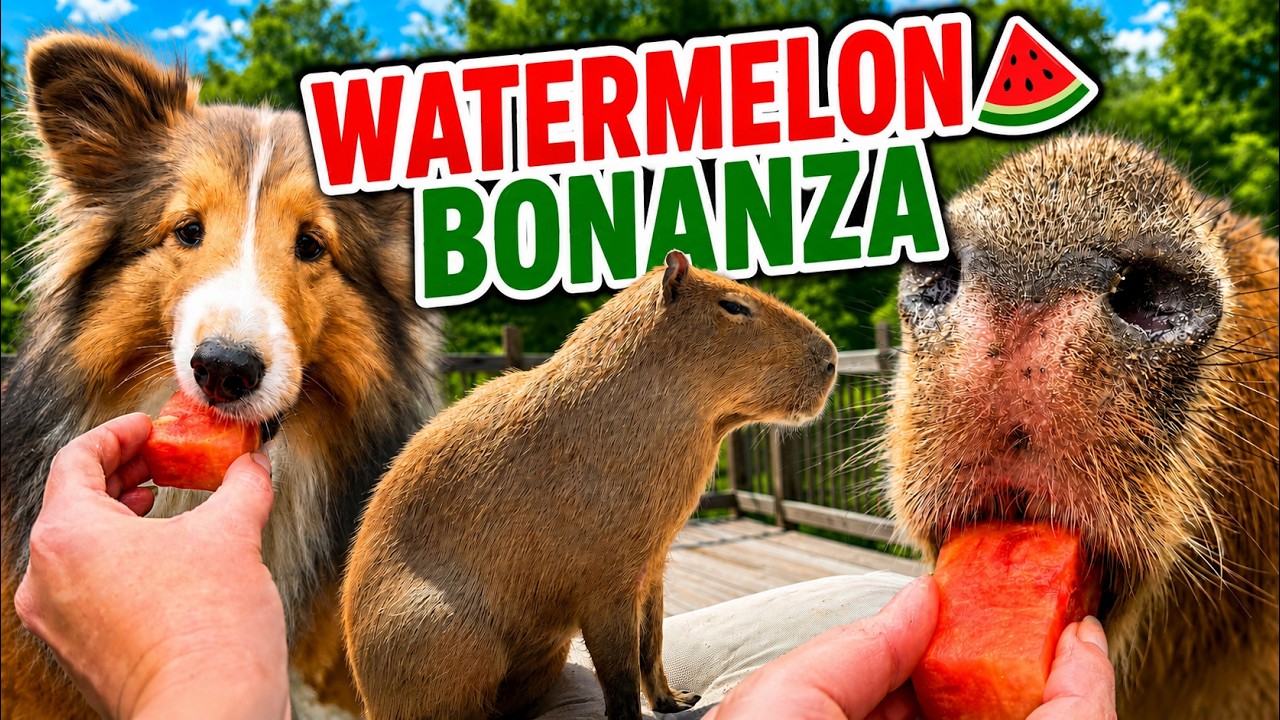 Capybaras go on a watermelon eating spree