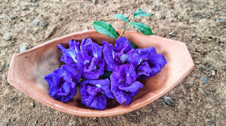 Butterfly pea flower extract: What is this strikingly vibrant ...