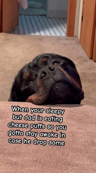 Anything for a few crumbs: cute Rottweiler puppy moments