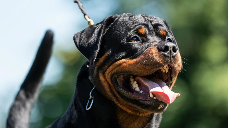 Rottweiler love: From history to home life