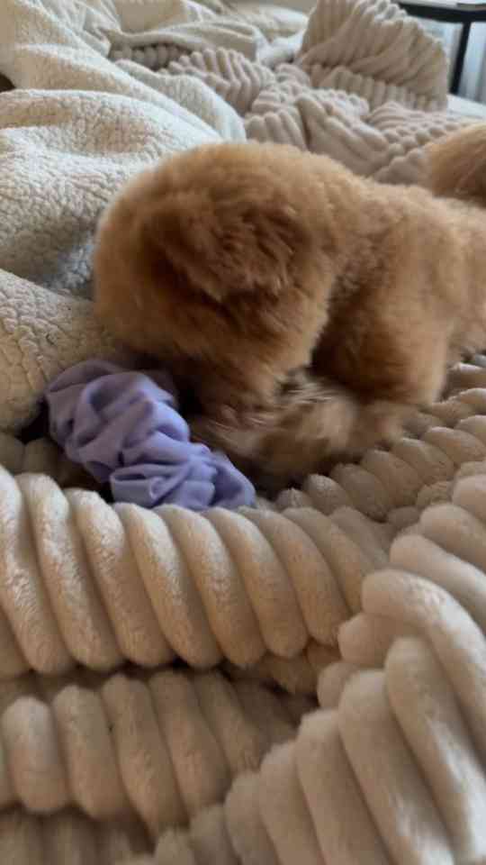 Watch tiny Pomapoo Barney get playful and silly on the bed