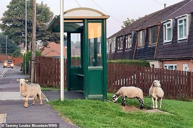 Town overrun by sheep causing nuisance, blocking roads and eating ...