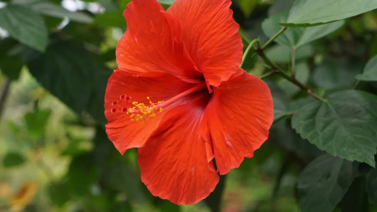 Prune these 10 plants in June for more blooms, healthier growth, and a ...
