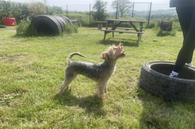 Meet Trixie the Yorkshire terrier seeking loving forever home