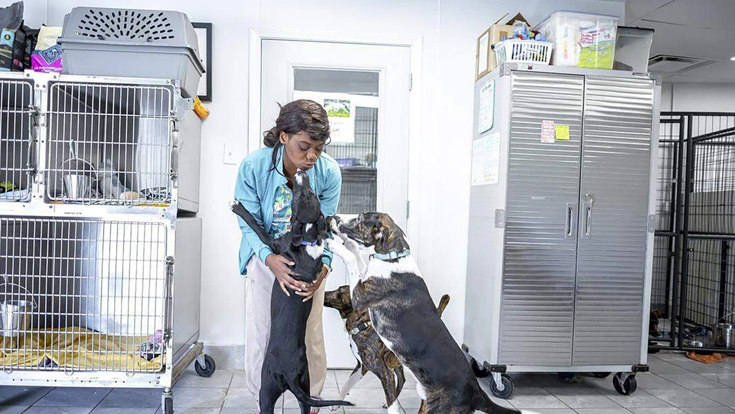 From cages to cuddles, rescued pets find hope