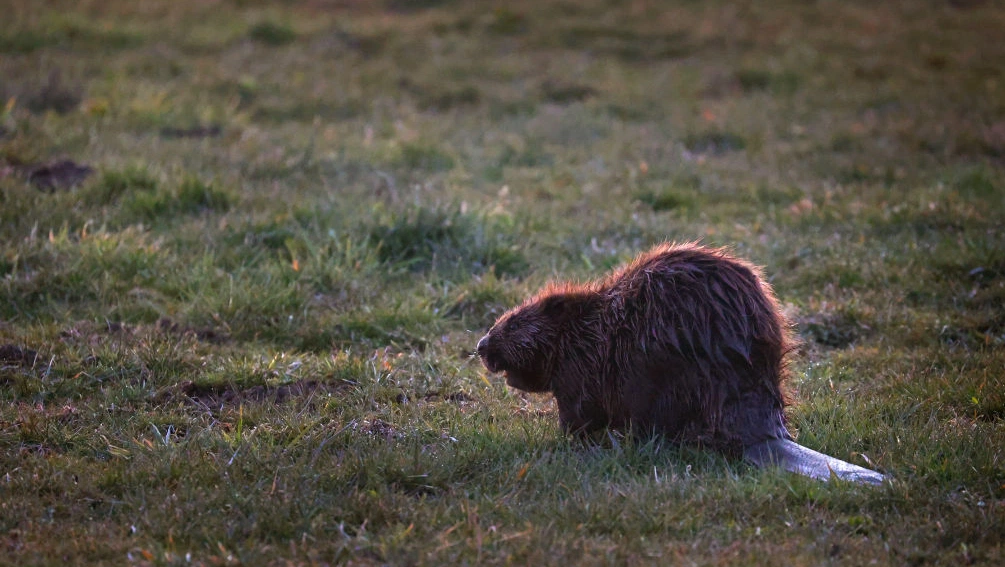 Baby beaver rescues highlight growing conservation push