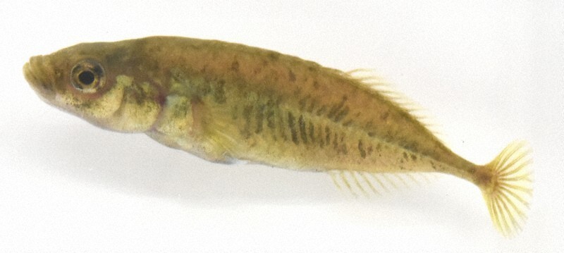 Official fish of Japan's Saitama Pref. recognized as new species 63 ...