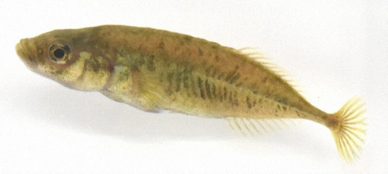 Official fish of Japan's Saitama Pref. recognized as new species 63 ...