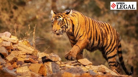 Amid tiger deaths at Kanha National Park, court demands answers from ...