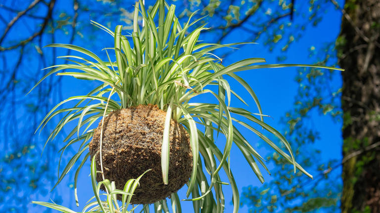 The ancient trick that can transform a spider plant into living art