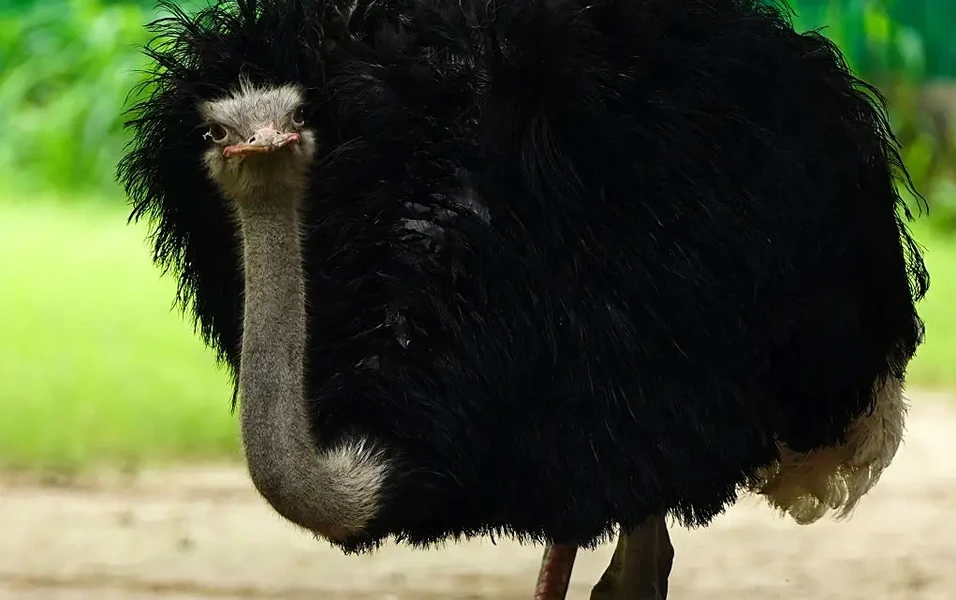 Ostriches through time and culture