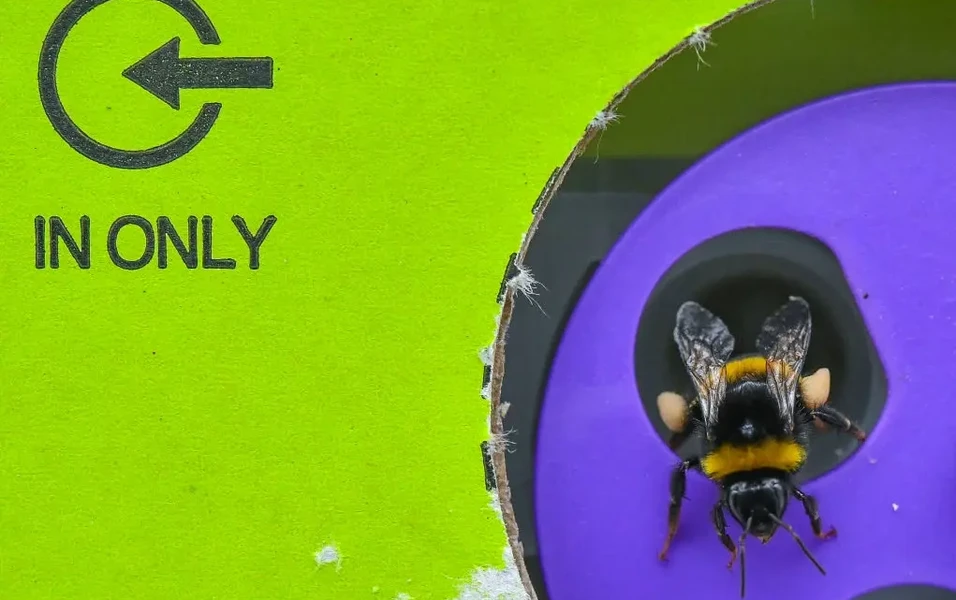 Matthew Shepherd shares research-based tips to boost pollinators