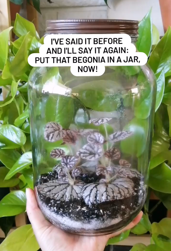 Begonia in a jar: A beautiful mini indoor garden idea