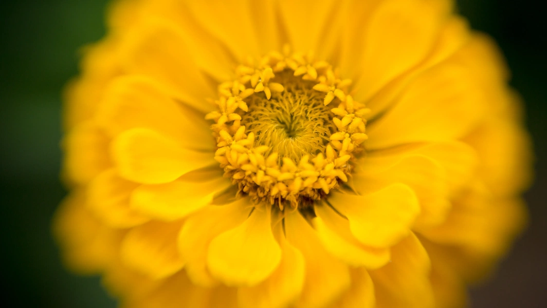 Zinnia growing tips for dreamy summer blooms