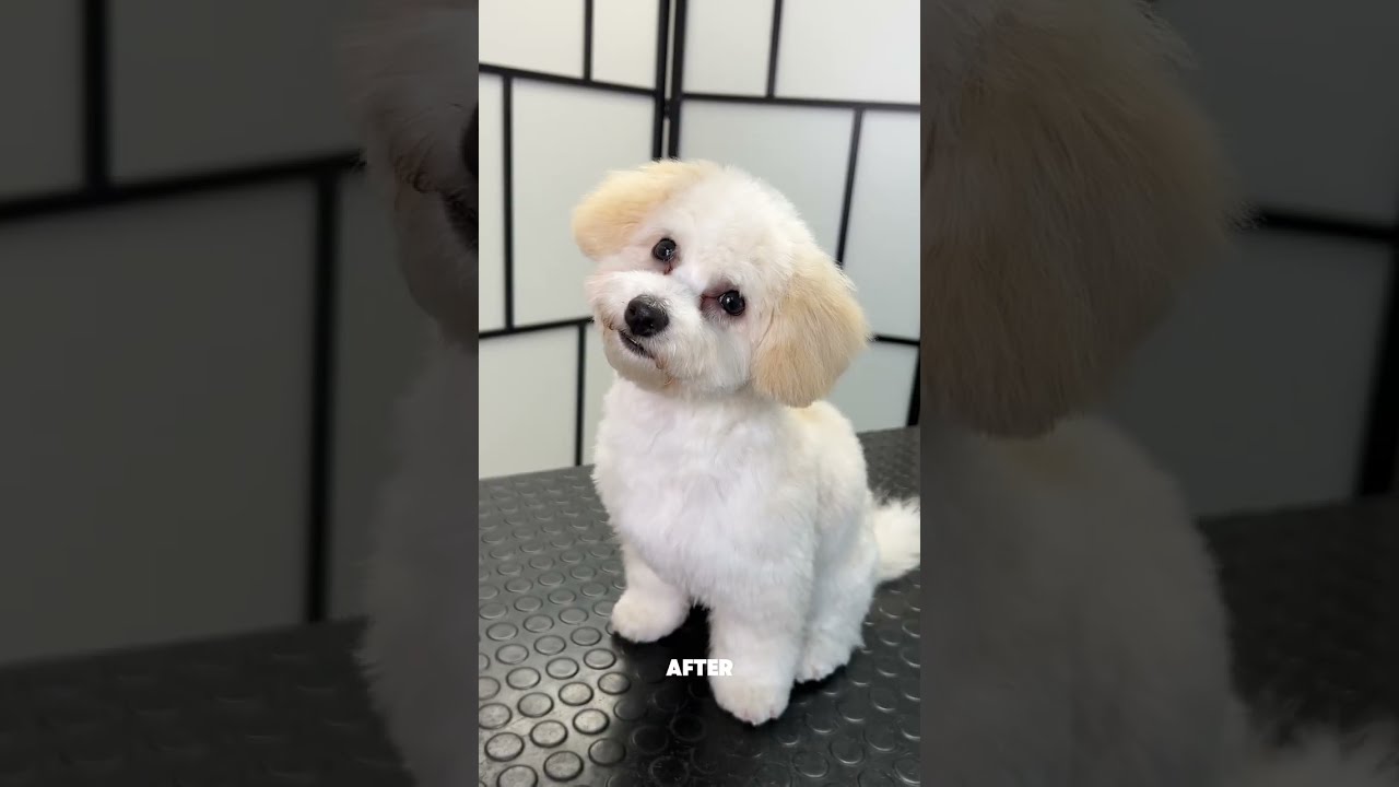 From shaggy to chic: Adorable dog grooming transformation!