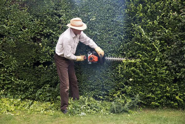 Gardeners urged not to cut hedges this month - it could be dangerous