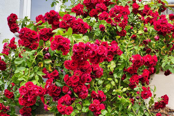 Monty Don guarantees roses will 'flower longer' if you do 1 simple 5 ...