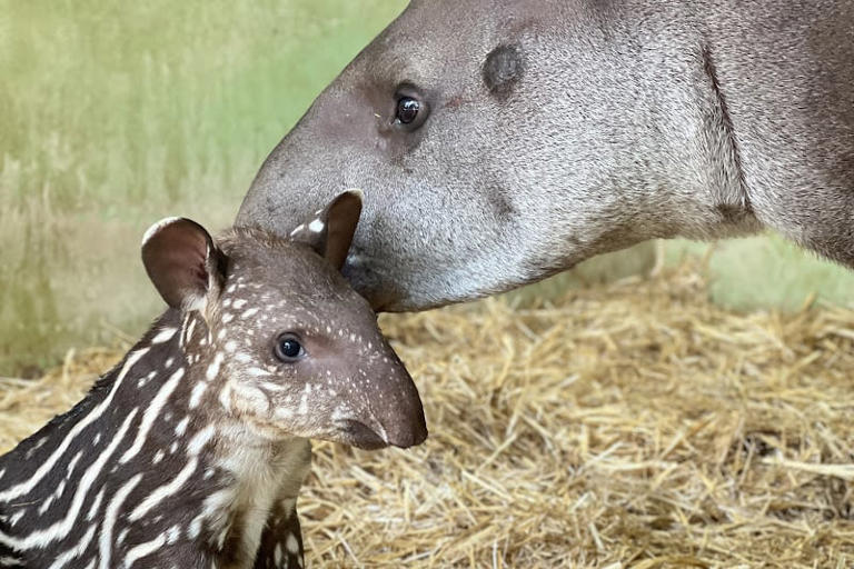 Zoo de Aïn Sebaâ : naissance d'un tapir brésilien, une avancée pour la ...
