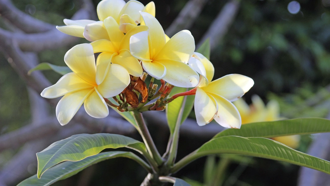 Plumeria care tips for blooms all season