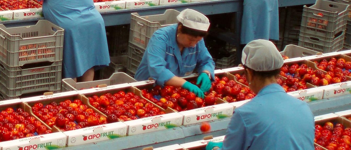 Pesche, ciliegie e susine. Nasce Innova.Drupe per tutelare le drupacee