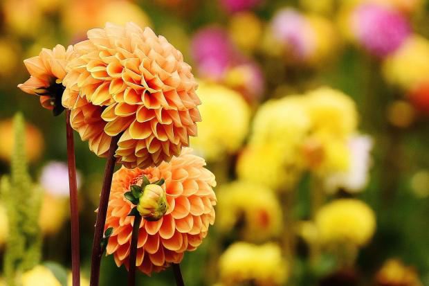 BBC Gardeners’ World Live to feature two imaginative Oxfordshire gardens