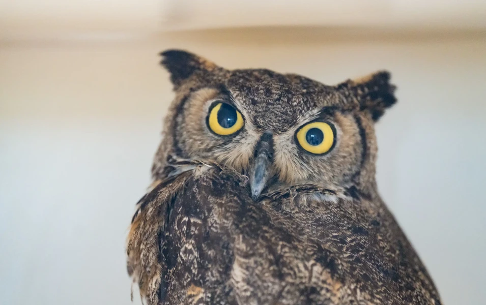 Turn your backyard into an owl haven