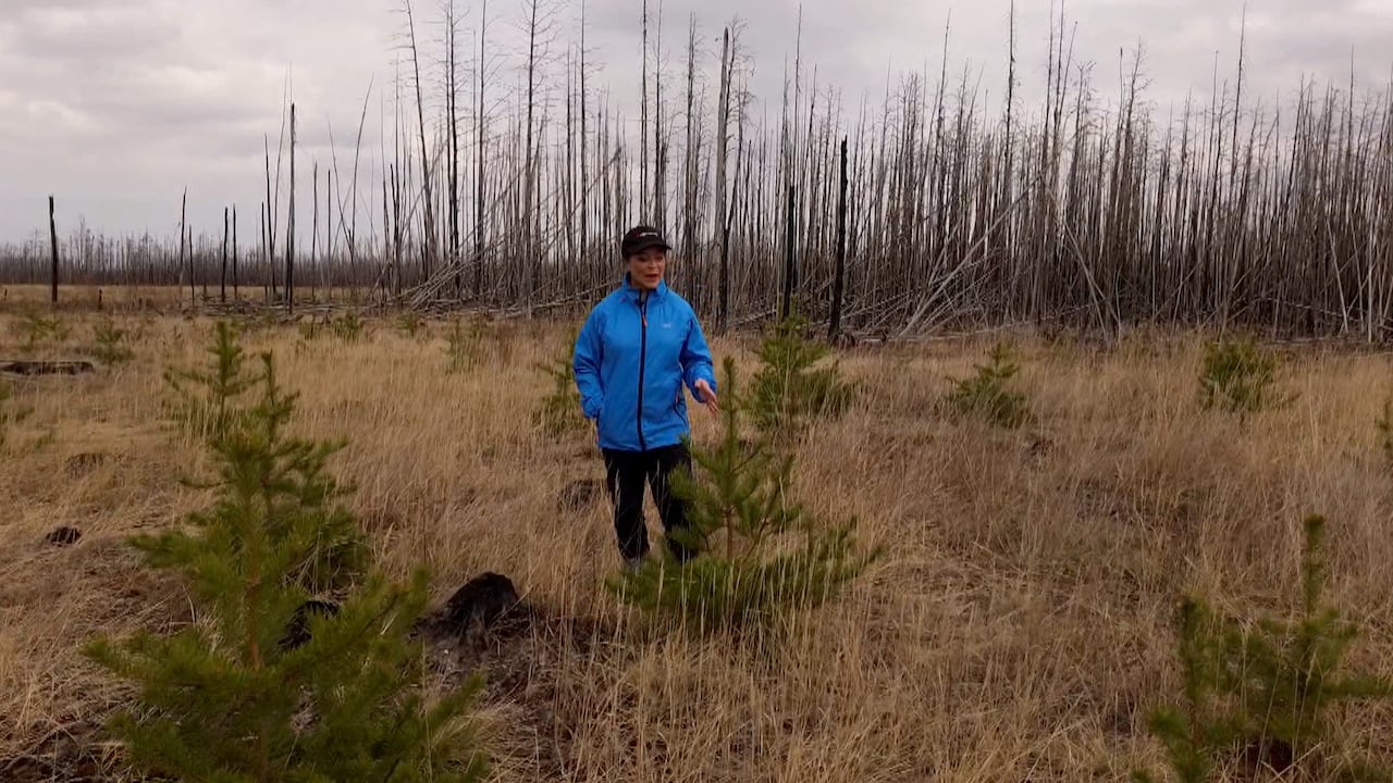 Tree planting efforts can’t keep up with wildfire destruction
