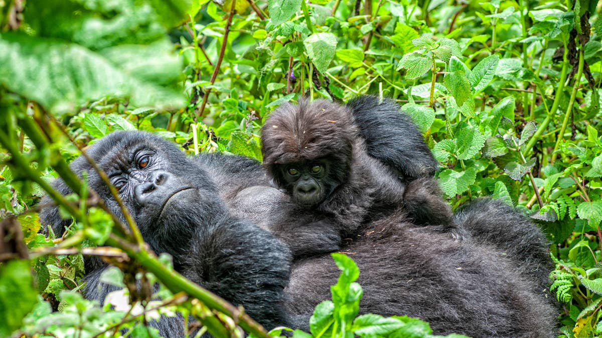 Seattle Zoo celebrates healthy gorilla birth after unusual medical ...