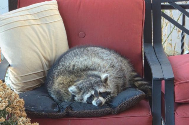 Friendly raccoon takes over family porch after child feeds it