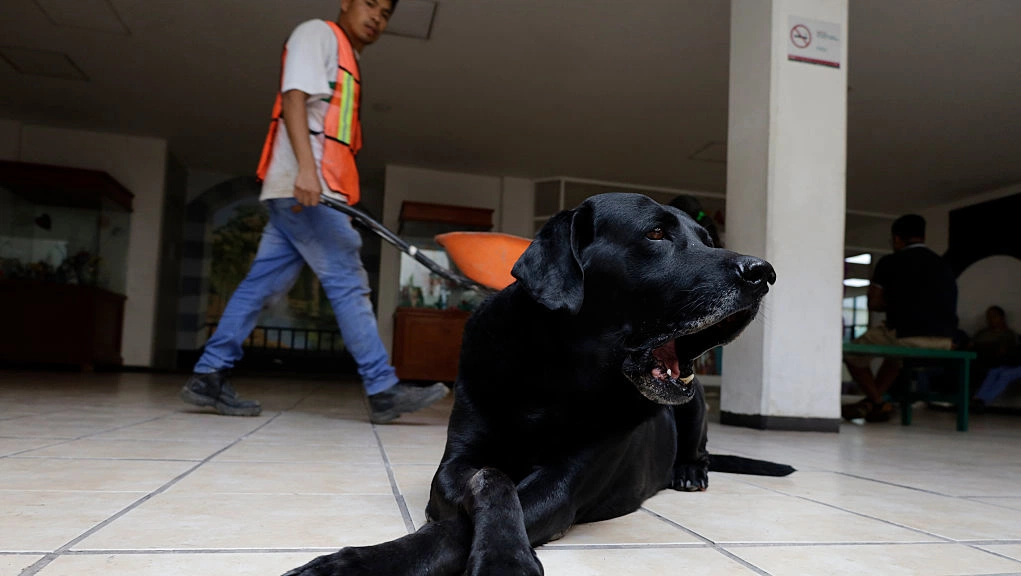 14 dangerous mistakes to avoid with your dog