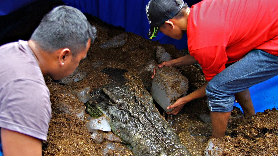 Feeding habits and hunting power of giant crocodiles