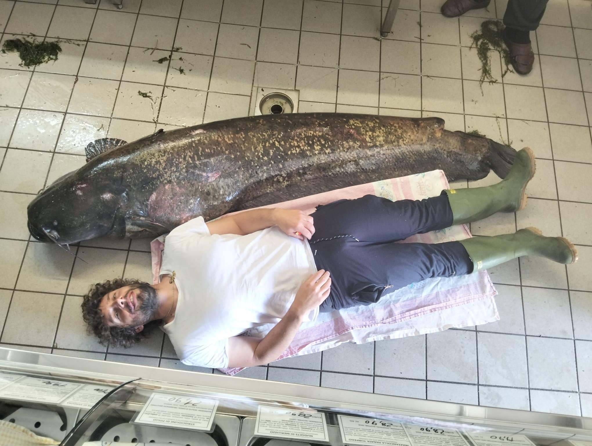 Lago d’Iseo, l’invasione del pesce siluro: "Qui hanno modificato abitudini"