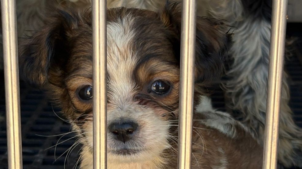 Dogs rescued from Nevada RV hoarding case find new homes in Utah