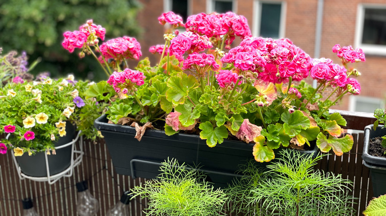 5 reasons why you should plant geraniums in your garden