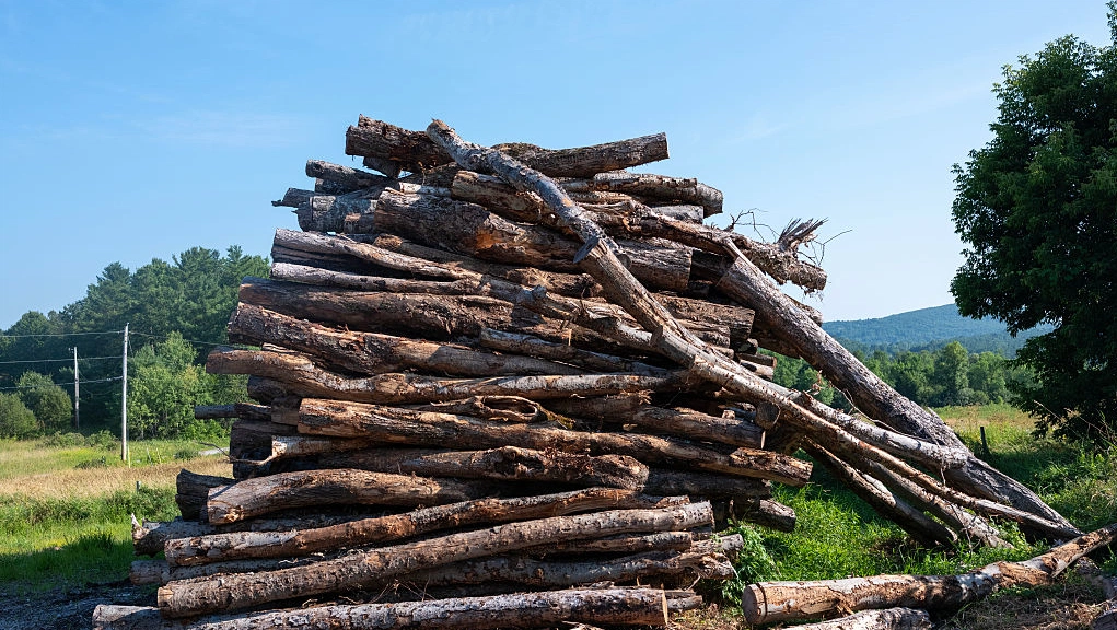 17 woods you should never burn