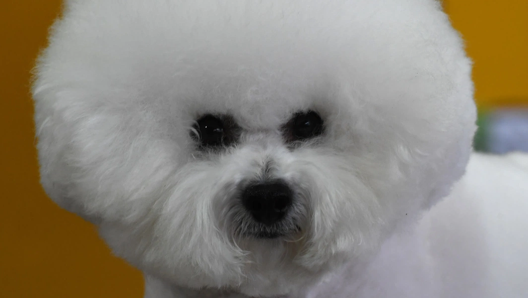 18 AKC-recognized low-shedding dog breeds