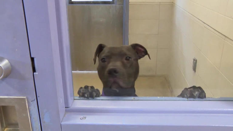 Milwaukee stray dog bite; experts urge caution helping animals