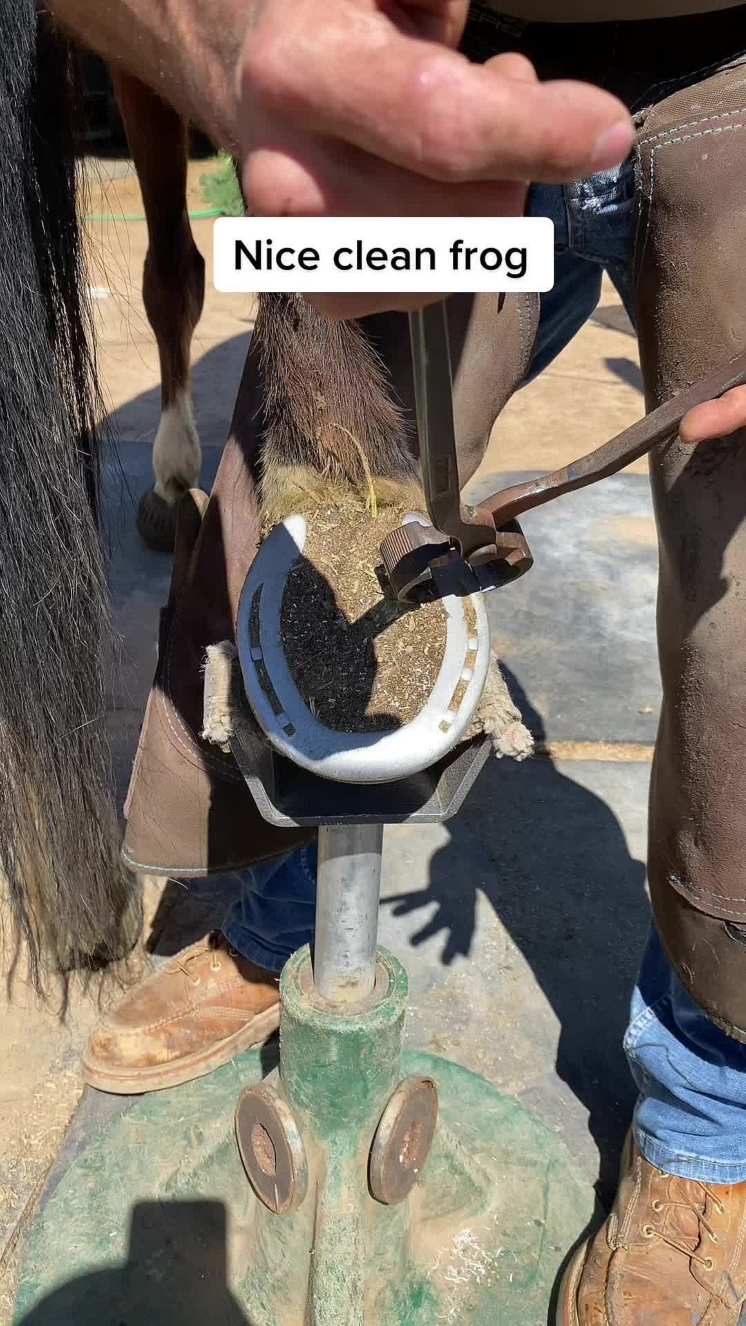 Oddly satisfying farrier work on horse hooves