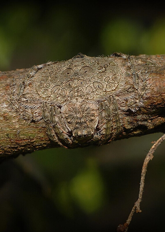 Australian wrap-around spider disappears into tree bark in astonishing ...