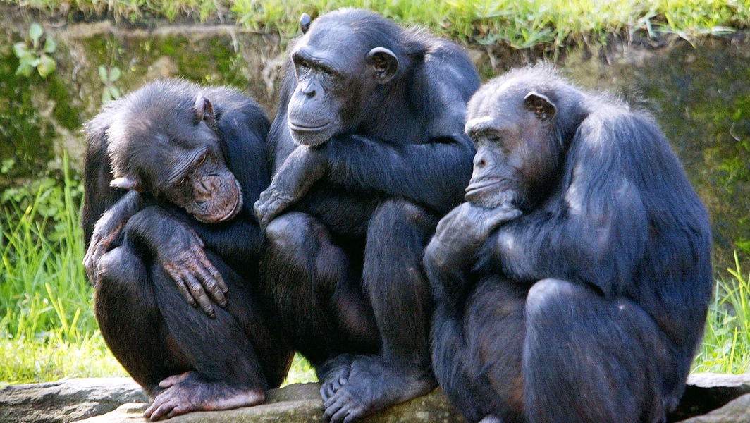 Wild chimpanzees filmed sharing fermented fruit in rare first