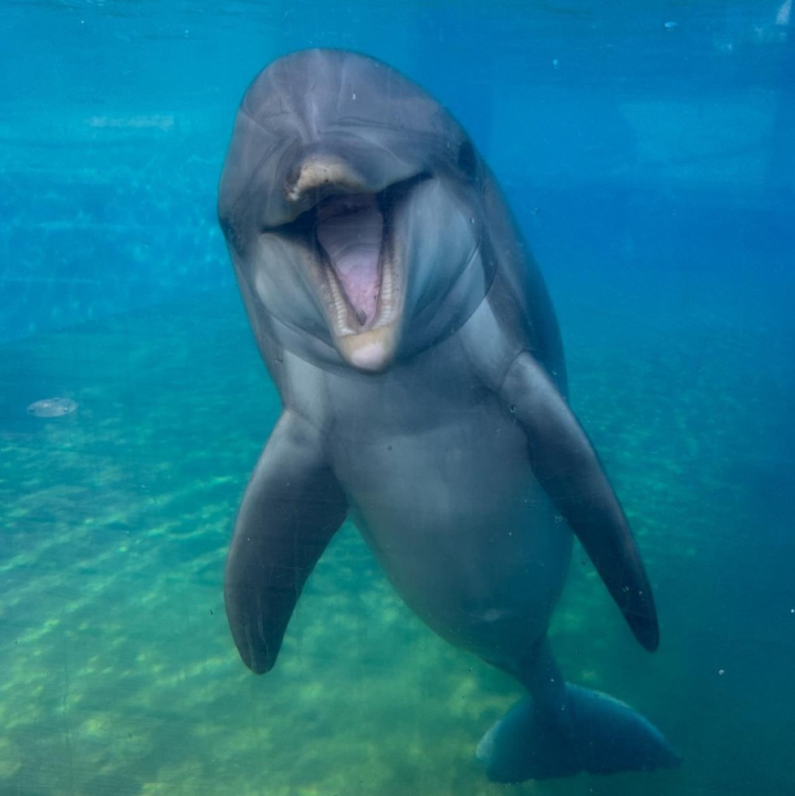 SeaWorld San Diego mourns loss of 39-year-old dolphin Dottie