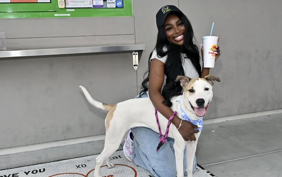 Breaking the myths about pit bulls and aggression